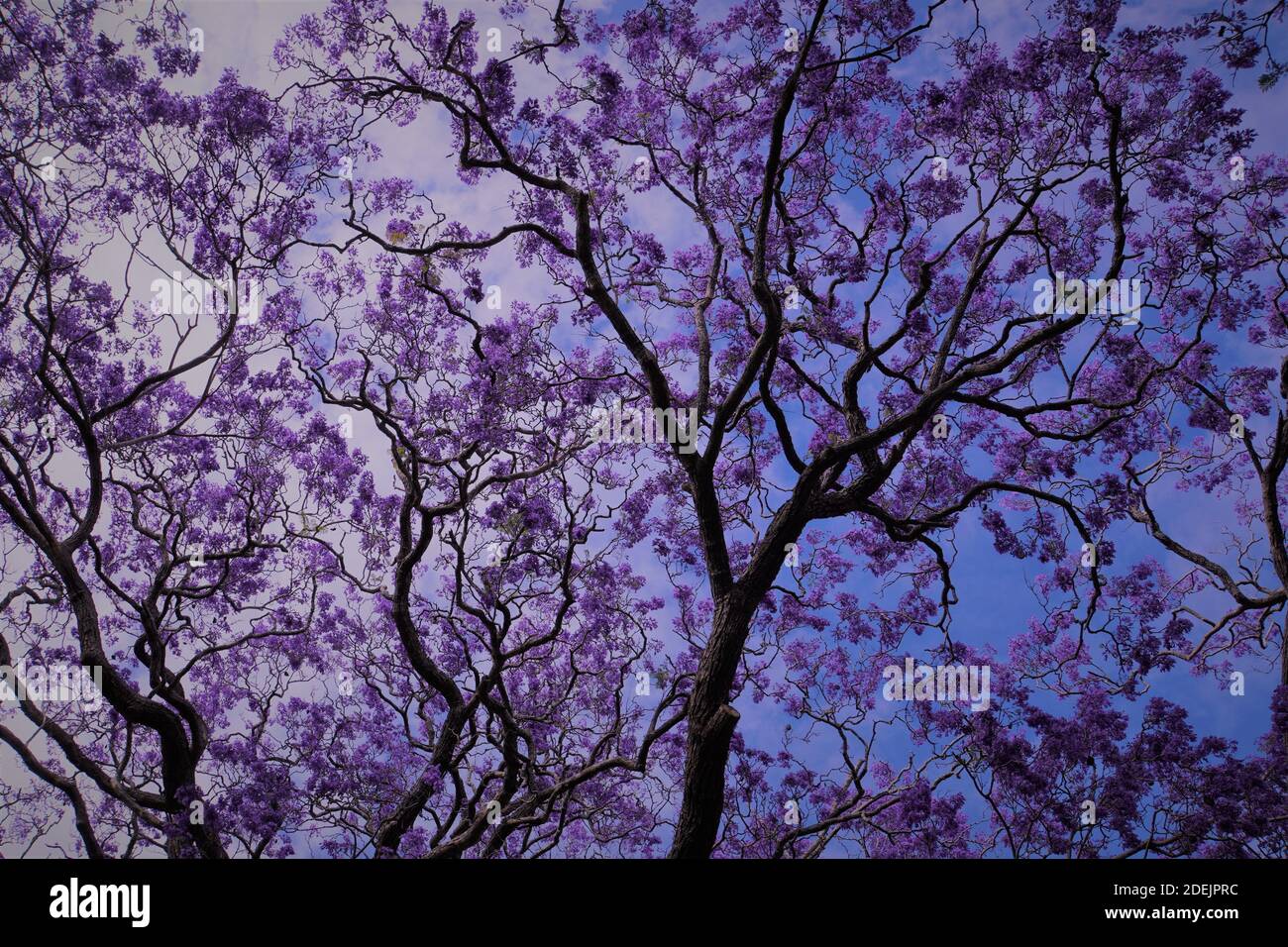Low Angle View of a Purple Jacaranda Tree in Bloom Stock Photo - Alamy