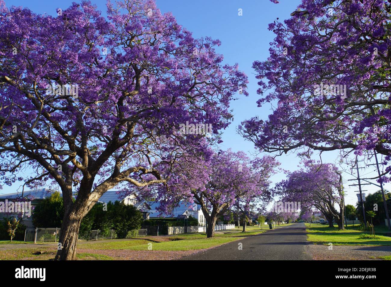Jacaranda tree in bloom hi-res stock photography and images - Alamy
