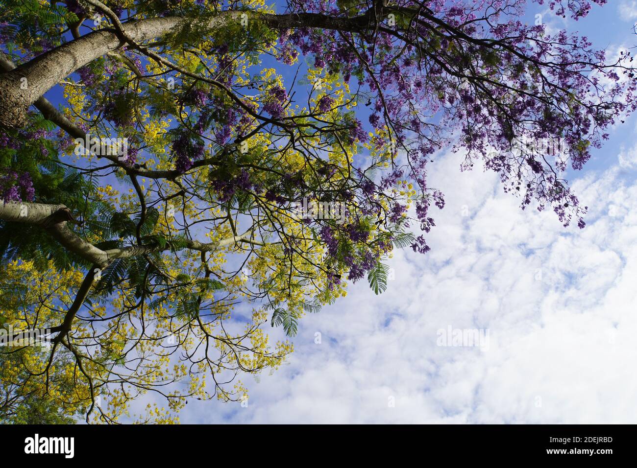 Purple and Yellow Jacaranda Blossoms against Blue Sky with White Clouds ...