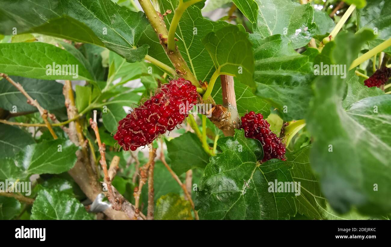 Mulberry tree garden hi-res stock photography and images - Alamy