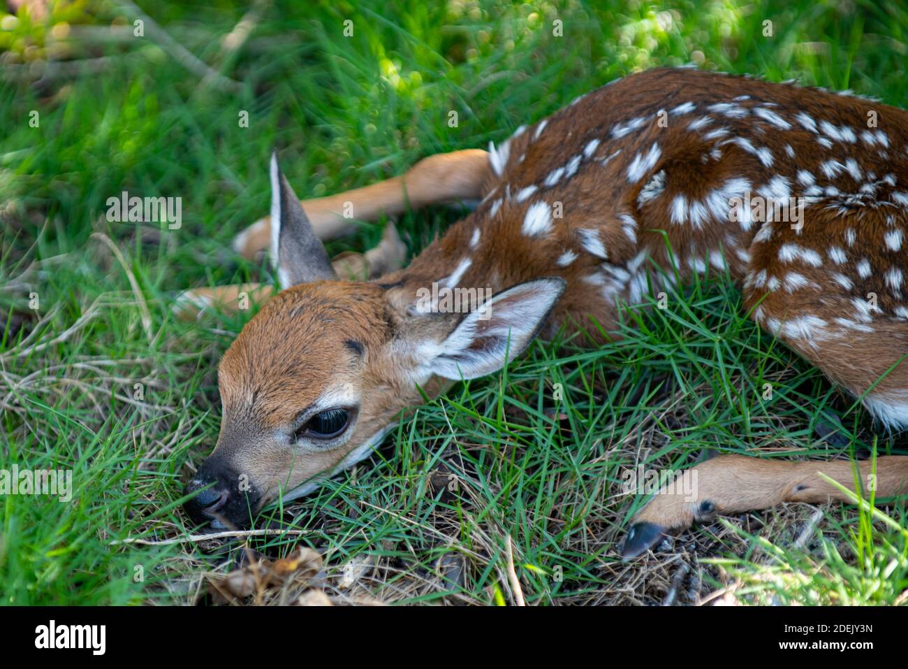 Newborn Deers bambi and wild animals concept. Fawn Resting. Baby roe ...