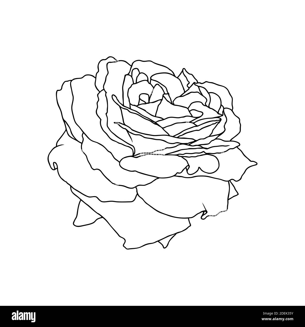 A line drawing of rose flower isolated on white background. Hand drawn ...