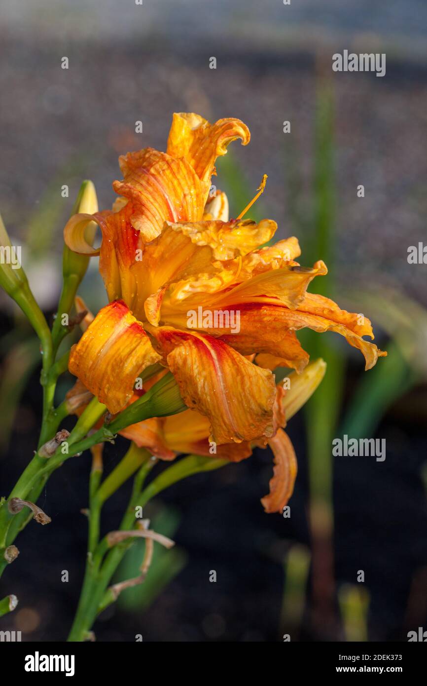 Hemerocallis fulva hi-res stock photography and images - Alamy