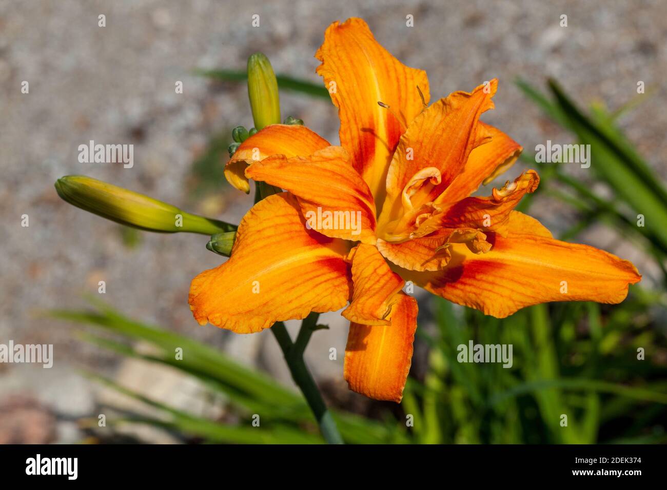 Hemerocallis Fulva High Resolution Stock Photography and Images - Alamy