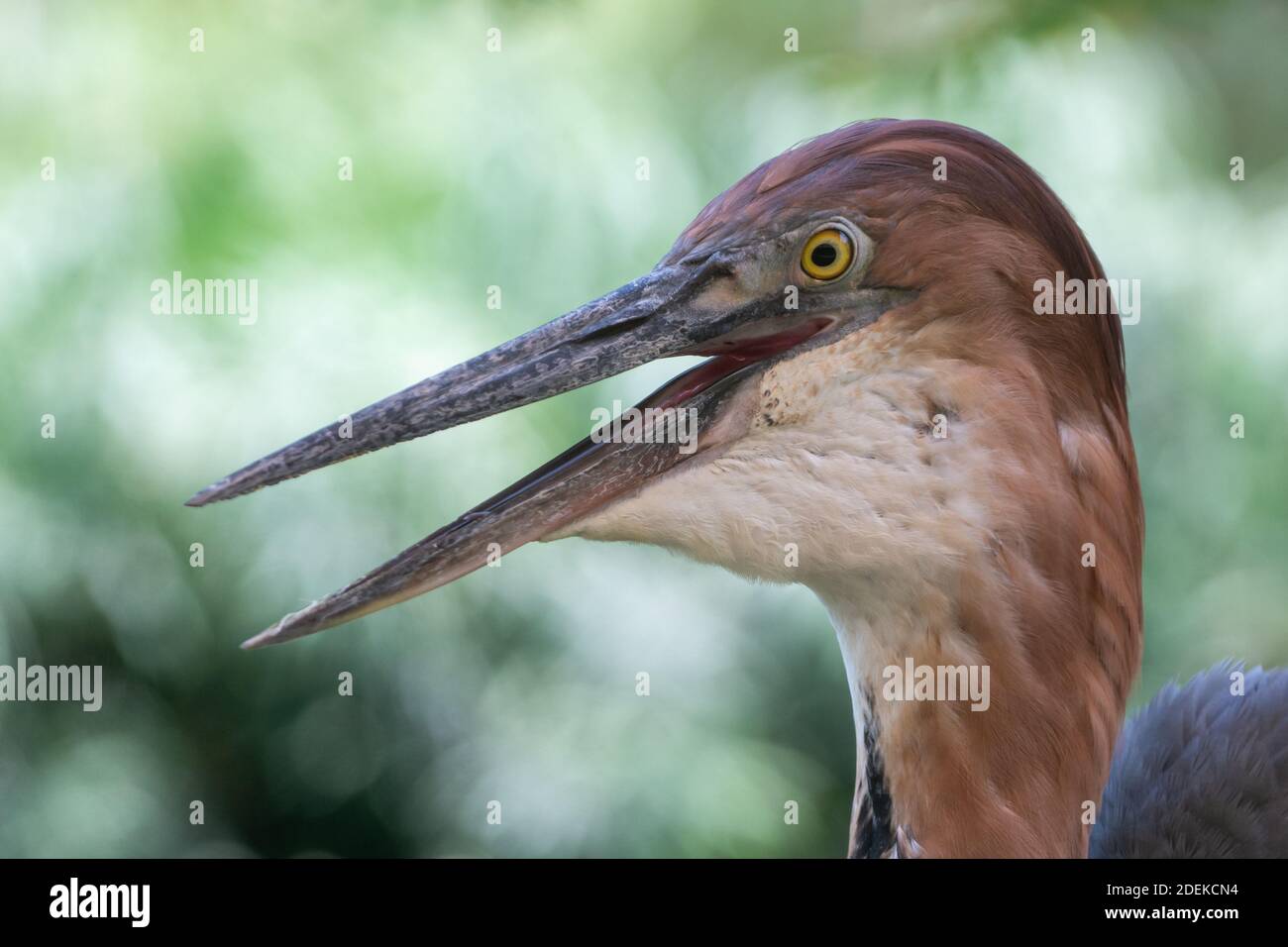 A Goliath heron (Ardea goliath), also known as the giant heron head ...