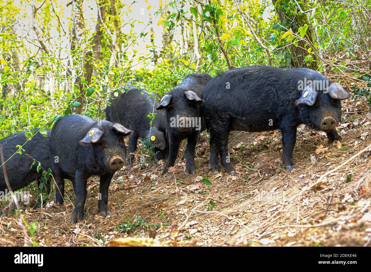 Pigs in an organic farm in Payra sur L'hers, France on March 8, 2019 ...