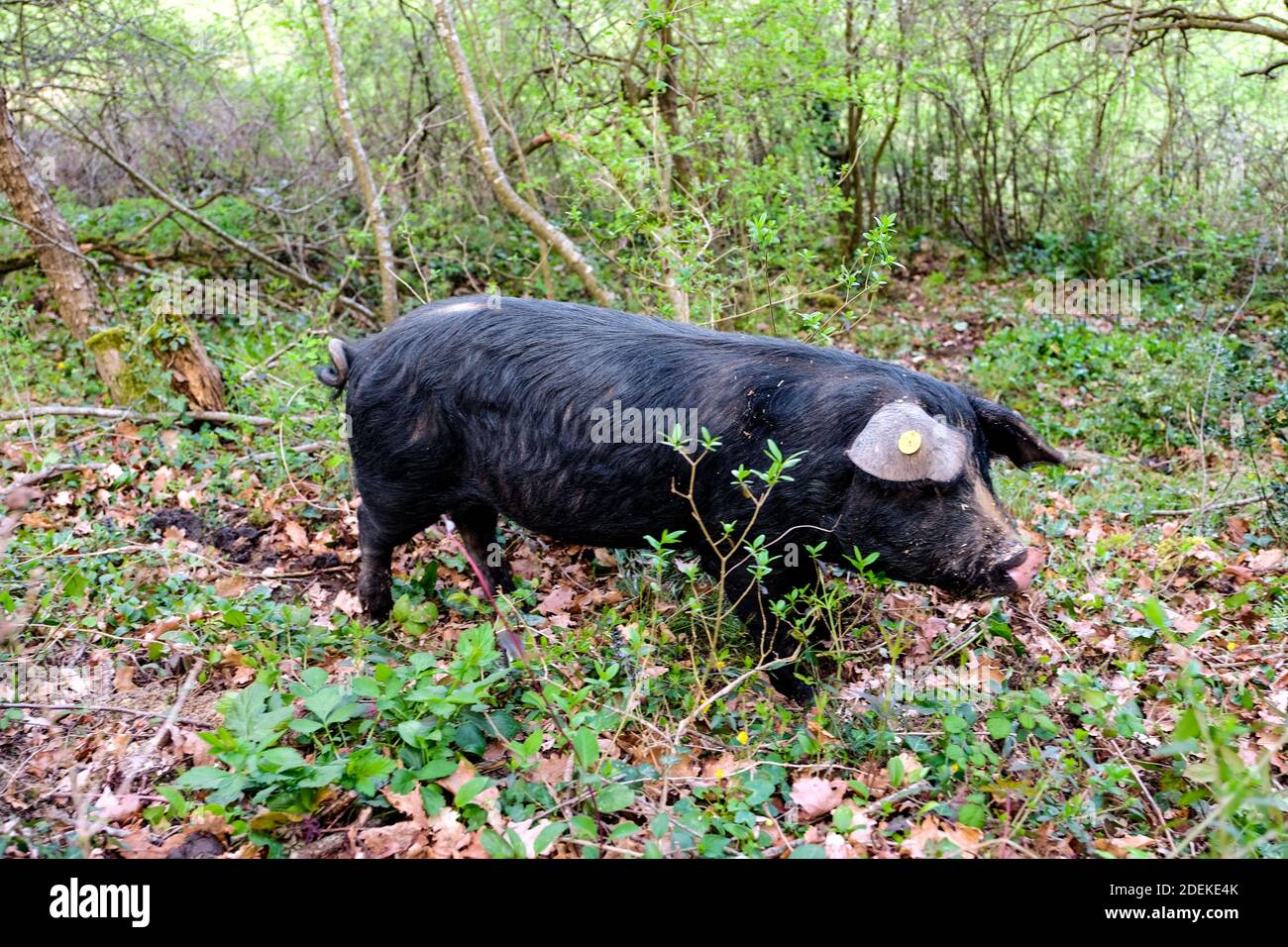 Pigs in an organic farm in Payra sur L'hers, France on March 8, 2019 ...