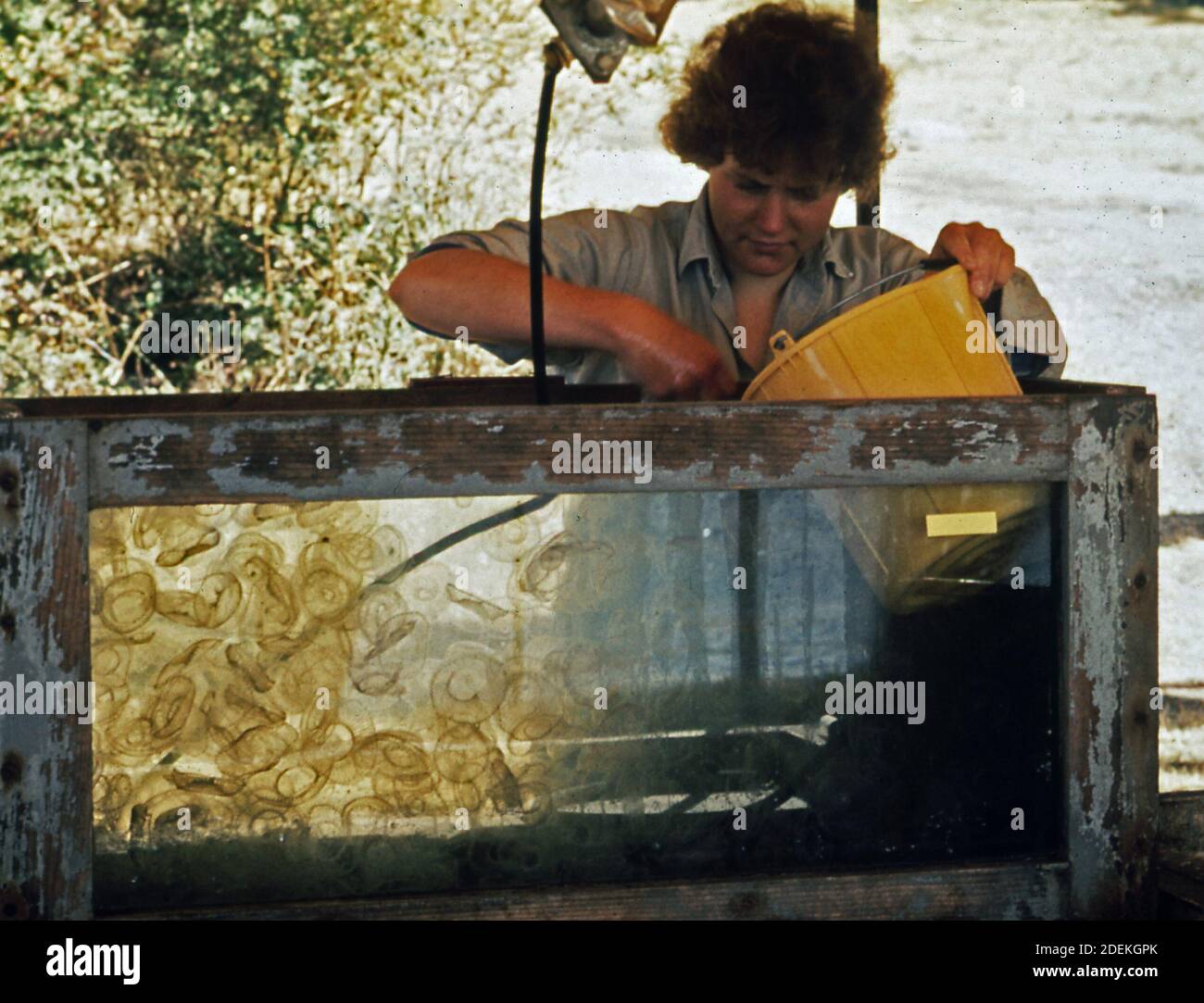 1970s Photos (1972) - Jellyfish; and their ability to fluoresce; is the ...
