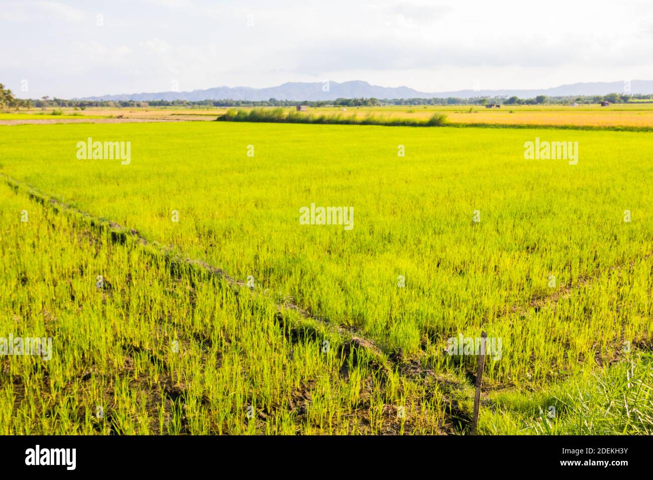 Extensive rice fields in San Juan, Batangas, Philippines Stock Photo ...