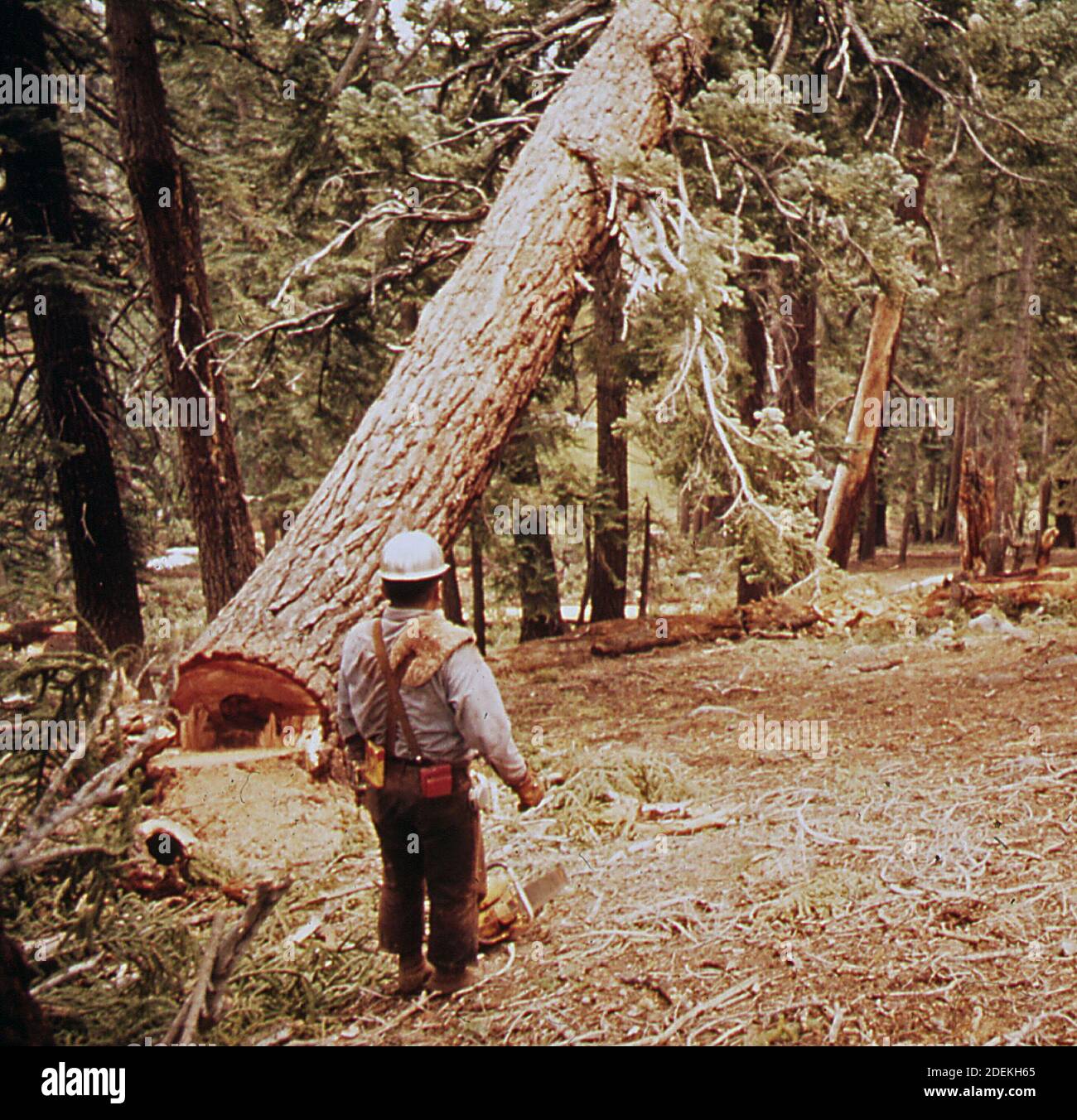 1970s Logger Dropping A Red Fir Tree High Resolution Stock Photography ...