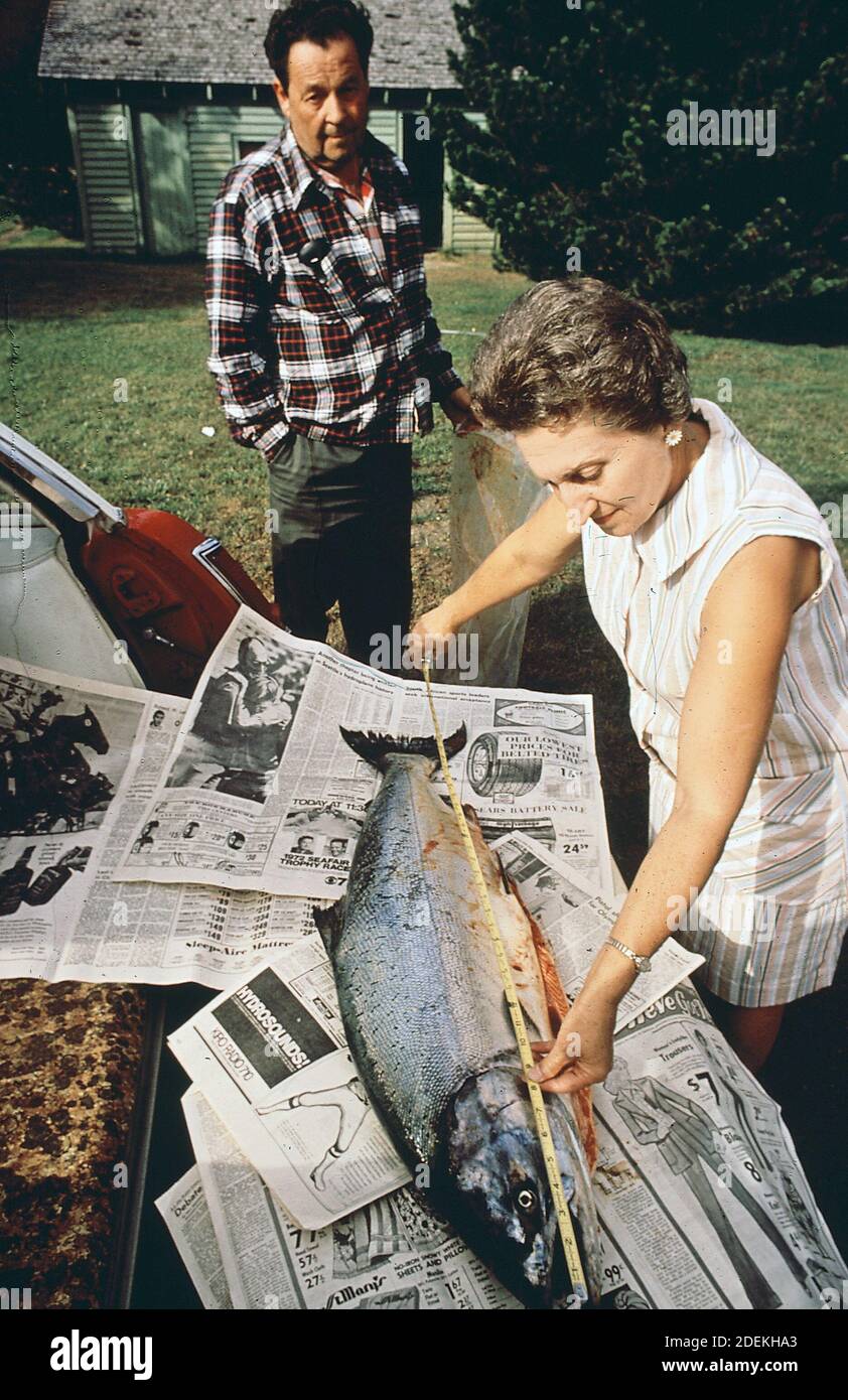1970s Photos (1972) - Fresh salmon is measured before being sold Stock ...