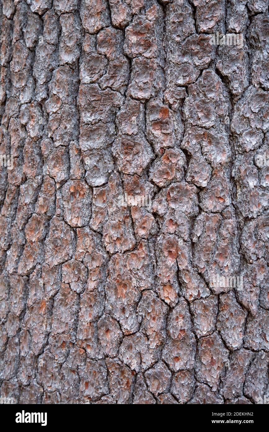 Red Fir (Abies magnifica) bark along Plaikni Falls Trail, Crater Lake ...