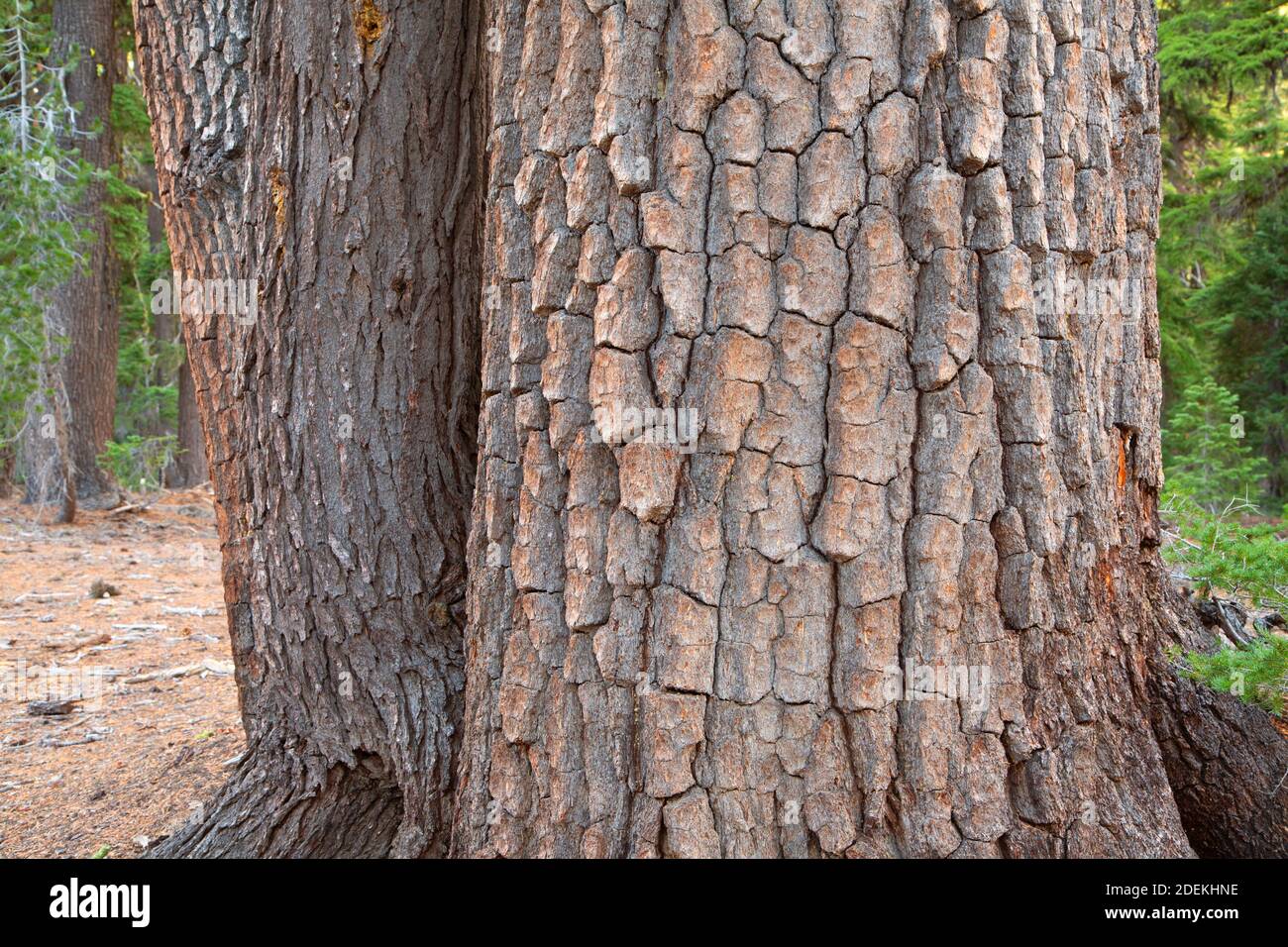 White Pine Tree Bark