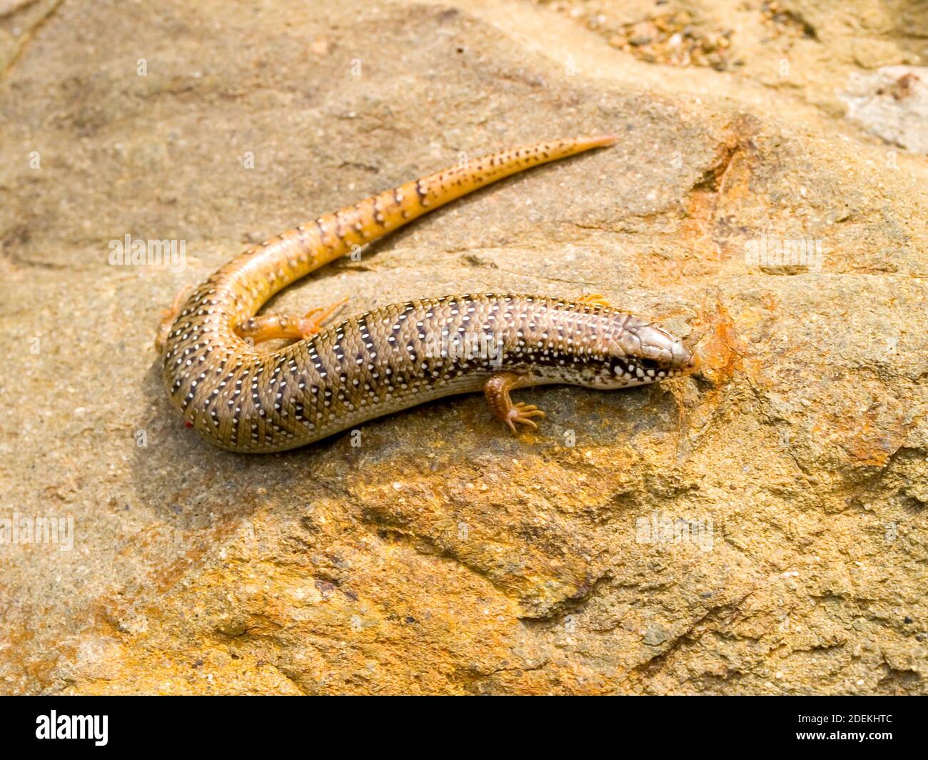 Lacerta chalcides hi-res stock photography and images - Alamy