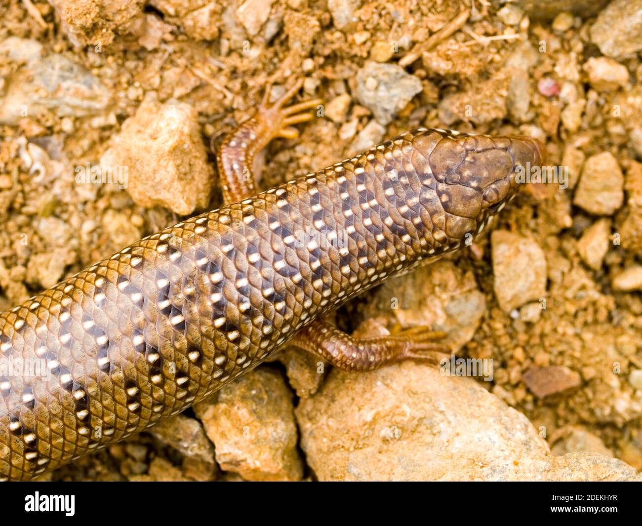 Lacerta chalcides hi-res stock photography and images - Alamy