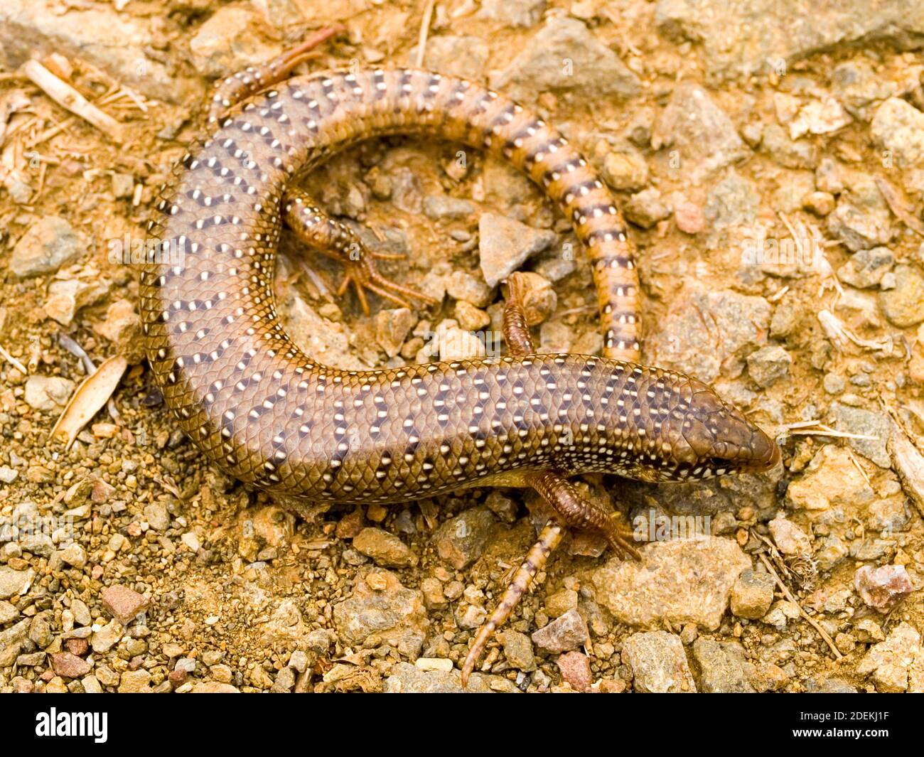 Lacerta chalcides hi-res stock photography and images - Alamy