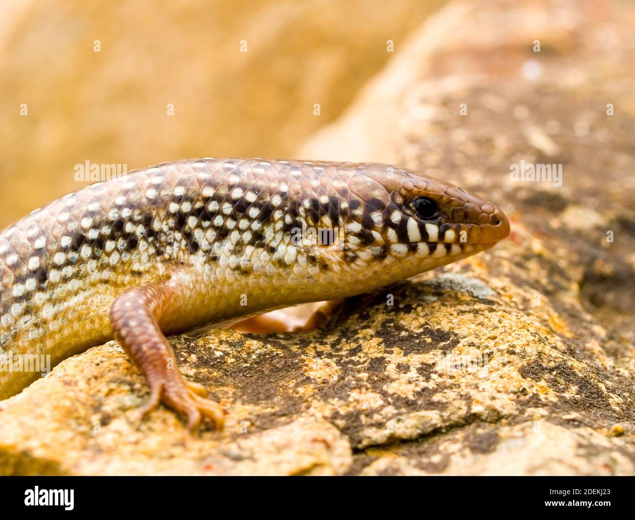 Lacerta chalcides hi-res stock photography and images - Alamy
