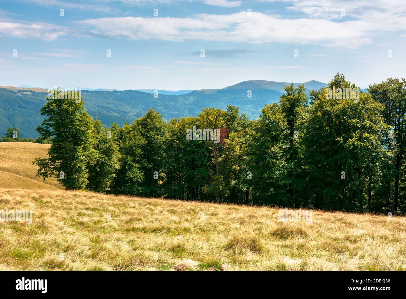 yellow grass on the meadow in mountains. beautiful nature landscape ...