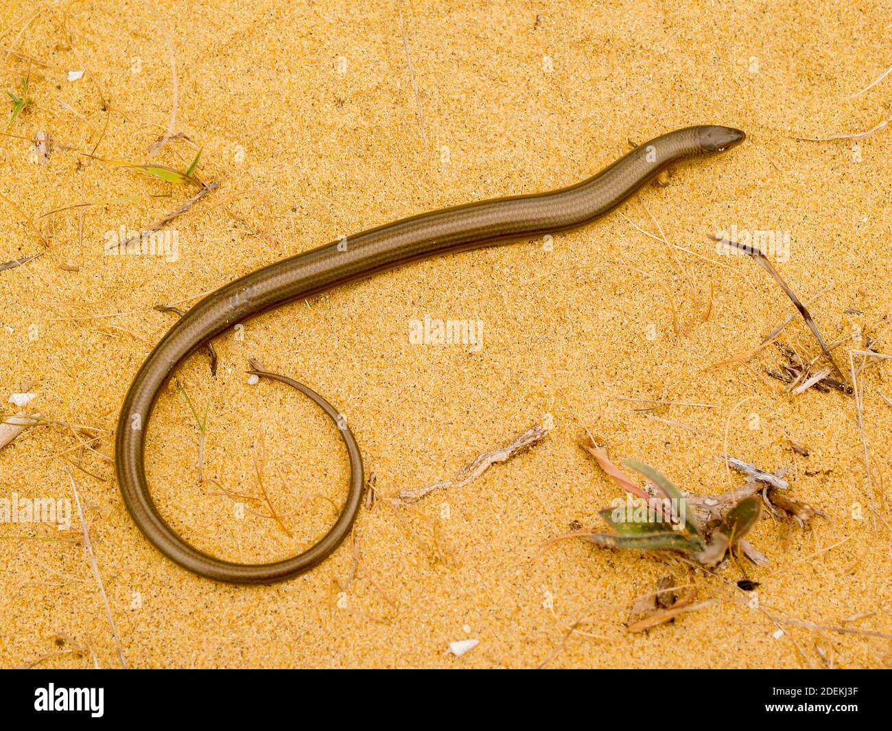 western three toed skink, chalcides striatus in spain Stock Photo - Alamy