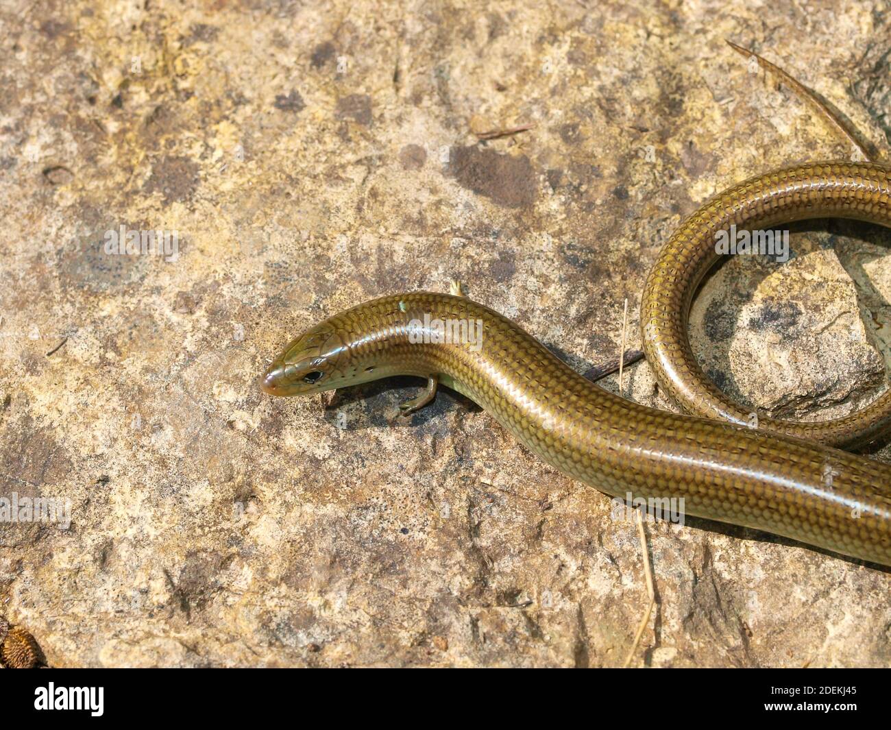 western three toed skink, chalcides striatus in spain Stock Photo - Alamy