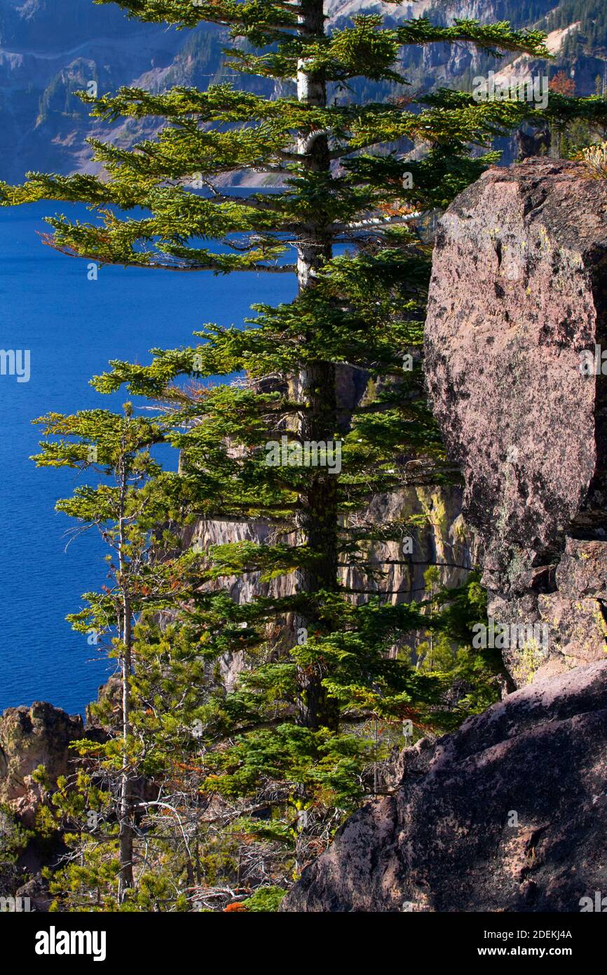 Caldera slope with fir, Crater Lake National Park, Volcano Legacy ...