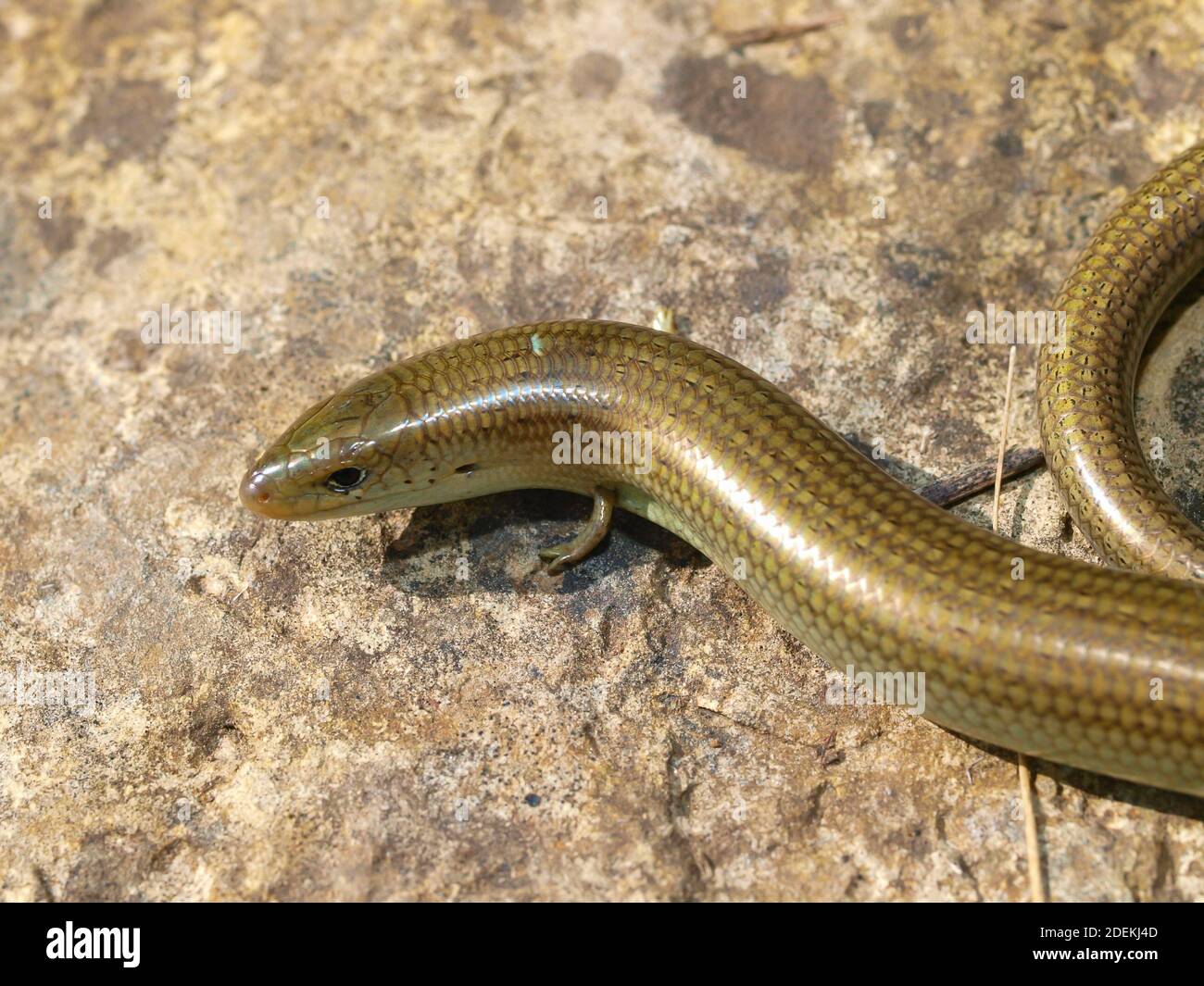western three toed skink, chalcides striatus in spain Stock Photo - Alamy