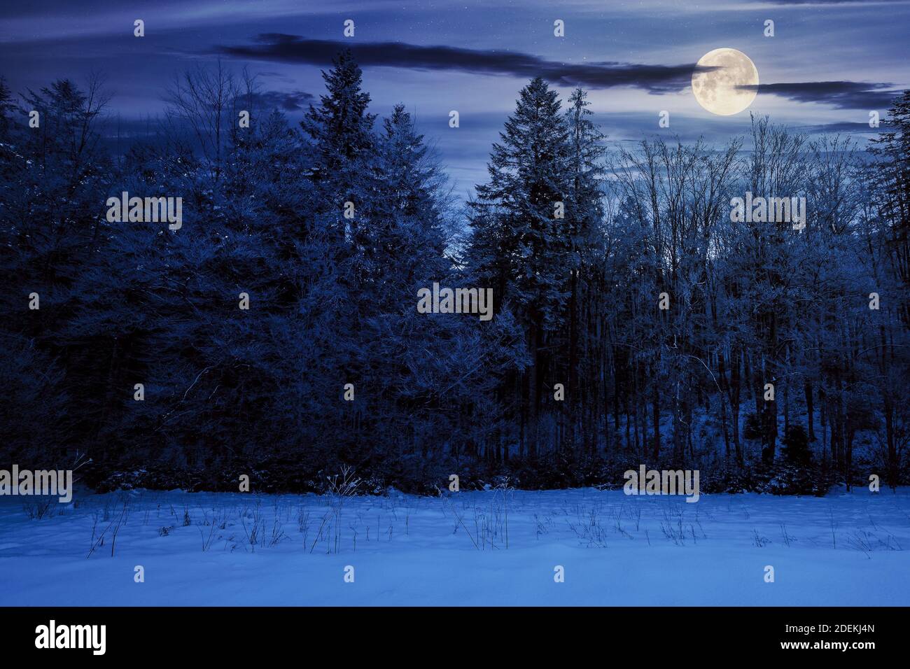 forest on a misty night. trees in hoarfrost. beautiful winter scenery ...