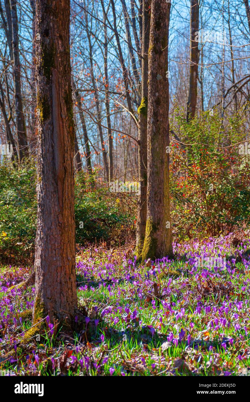 purple crocus bloom in the forest. beautiful nature scenery on a worm ...