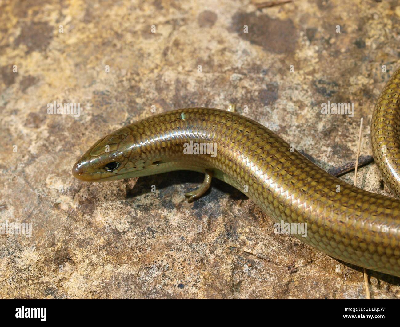 western three toed skink, chalcides striatus in spain Stock Photo - Alamy