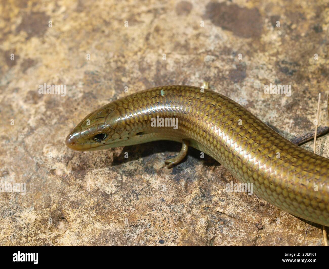 western three toed skink, chalcides striatus in spain Stock Photo - Alamy