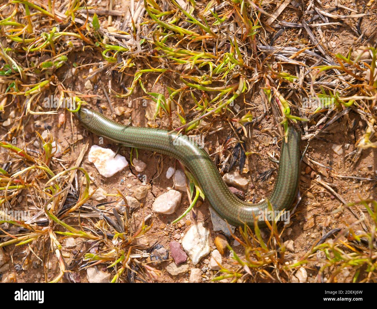 western three toed skink, chalcides striatus in spain Stock Photo - Alamy