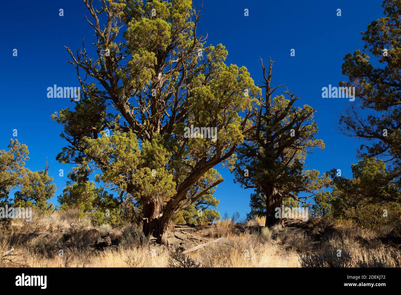 Western juniper (Juniperus occidentalis), Badlands Wilderness ...