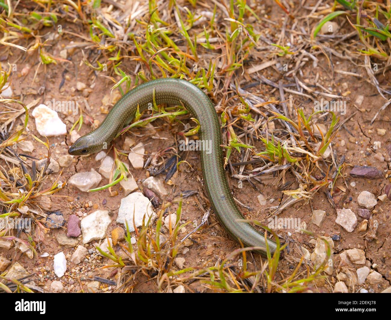 western three toed skink, chalcides striatus in spain Stock Photo - Alamy