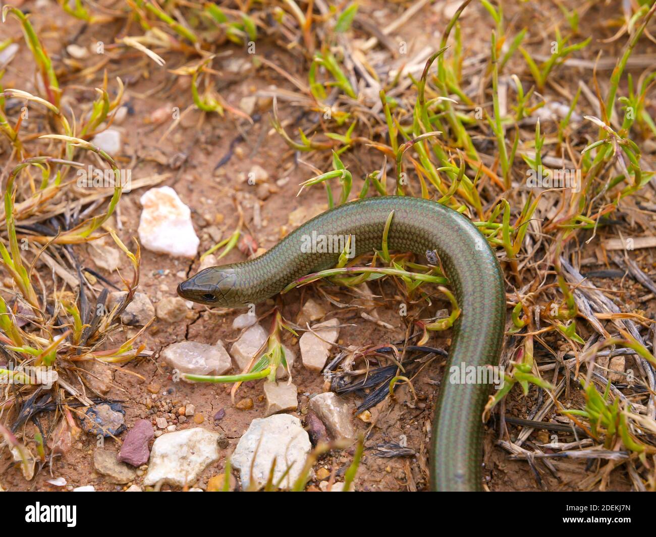 western three toed skink, chalcides striatus in spain Stock Photo - Alamy