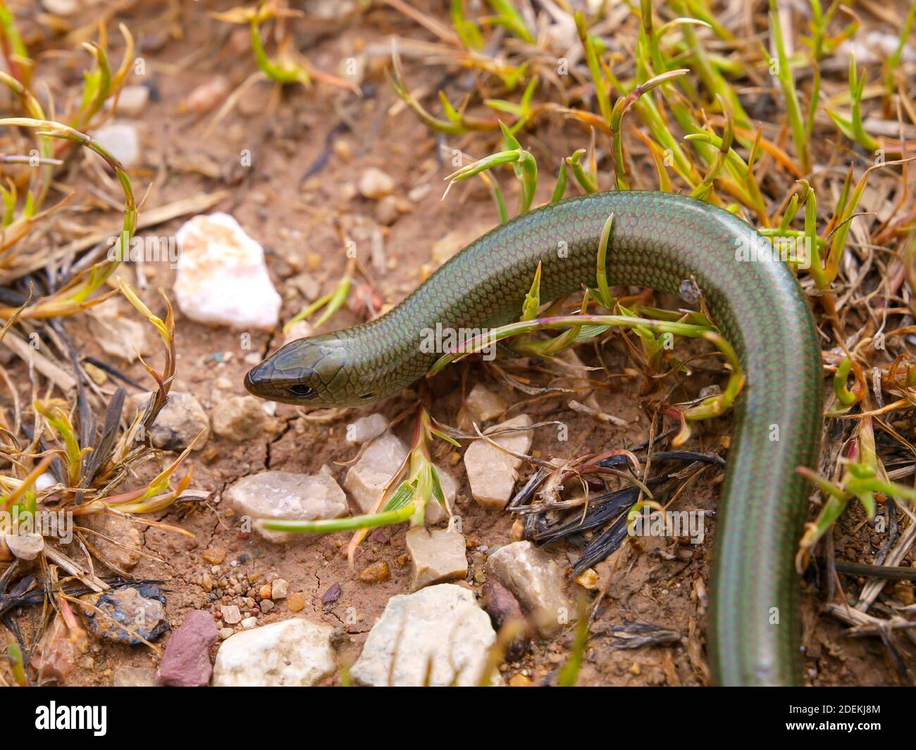western three toed skink, chalcides striatus in spain Stock Photo - Alamy