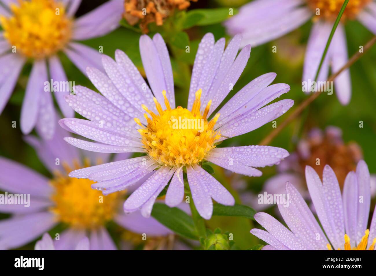 California aster (Symphyotrichum chilense), Nestucca Bay National ...