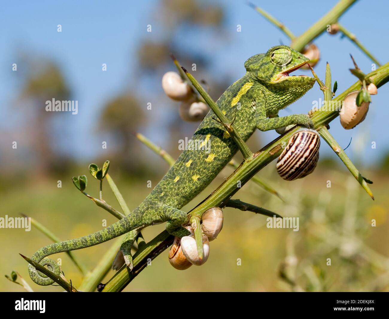 chamaeleo africanus, african chameleon in greece Stock Photo - Alamy