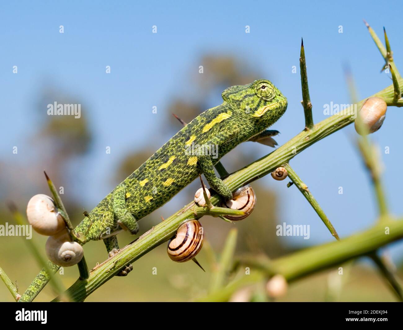 chamaeleo africanus, african chameleon in greece Stock Photo - Alamy