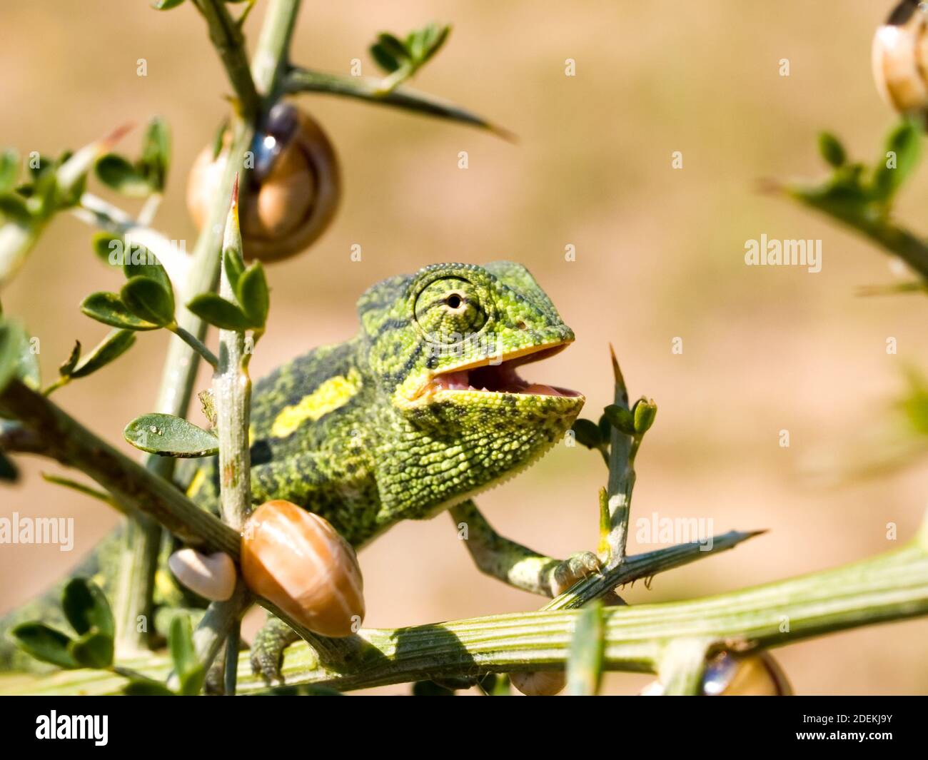 Chamaeleo africanus hi-res stock photography and images - Alamy