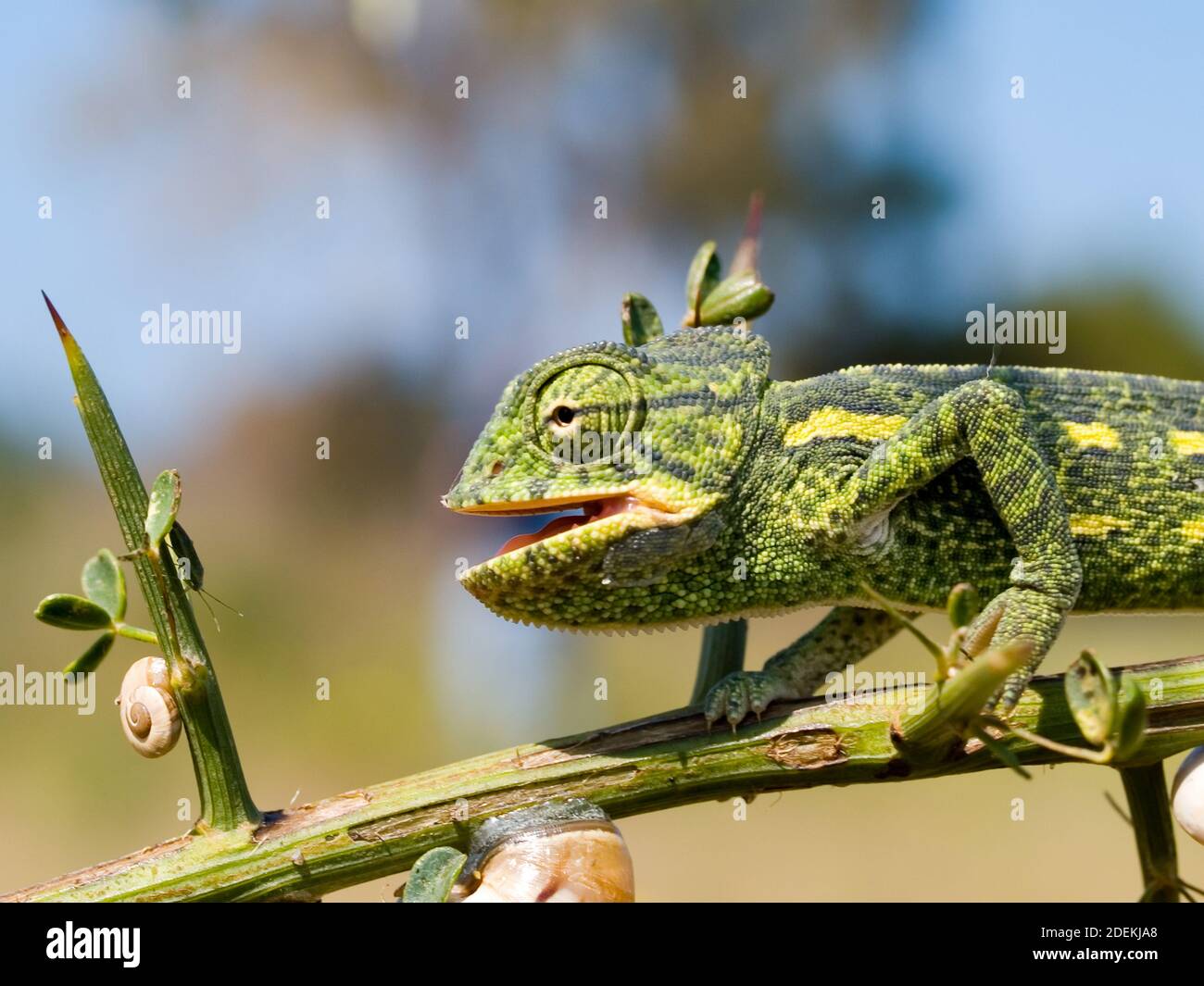 chamaeleo africanus, african chameleon in greece Stock Photo - Alamy