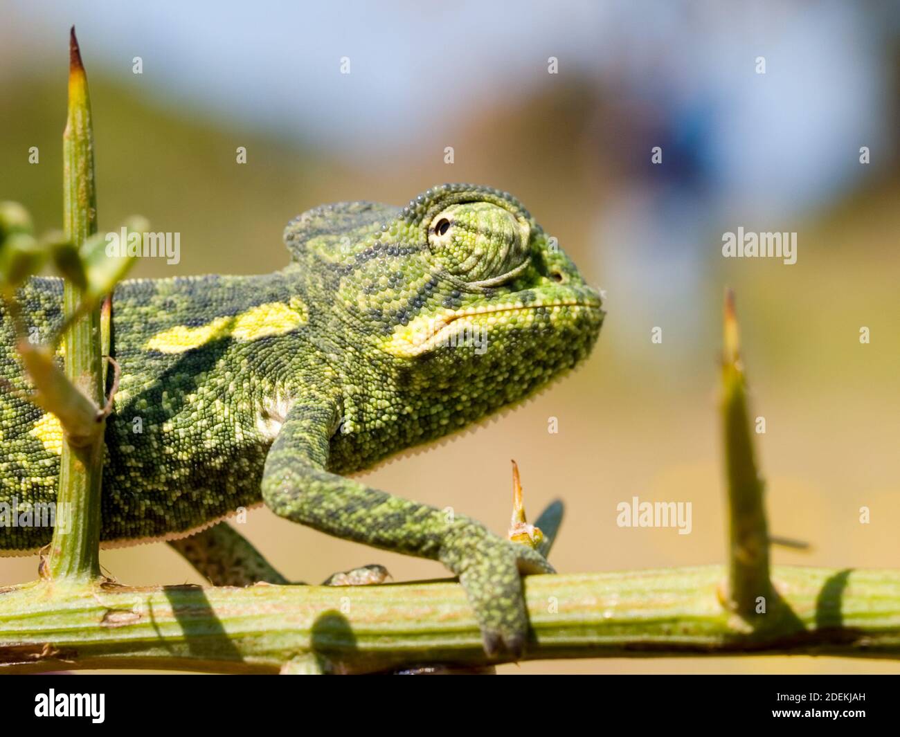 African chameleon chamaeleo africanus hi-res stock photography and ...