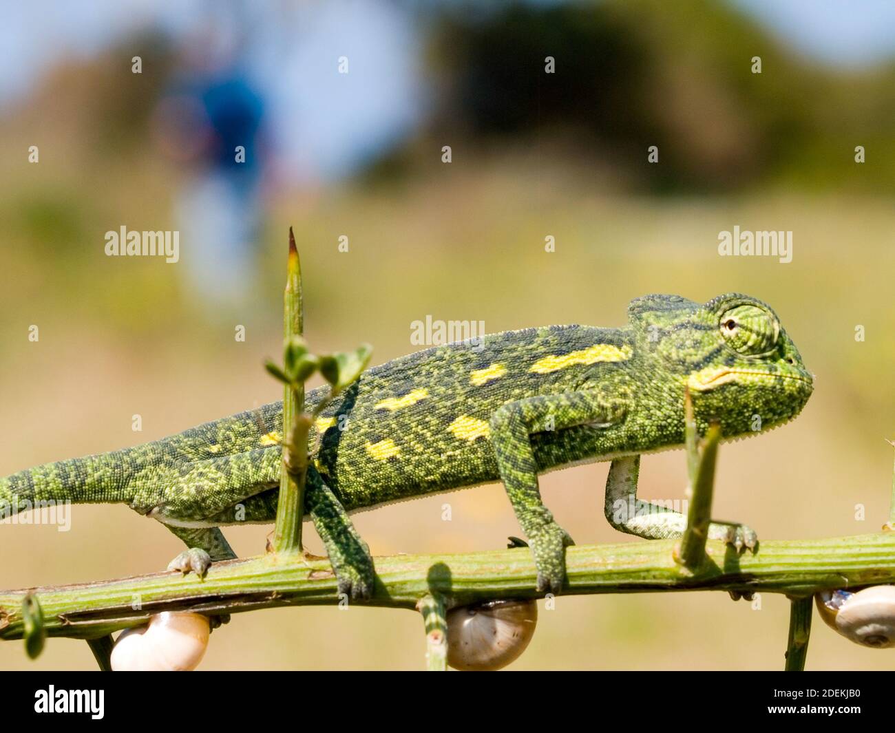 chamaeleo africanus, african chameleon in greece Stock Photo - Alamy