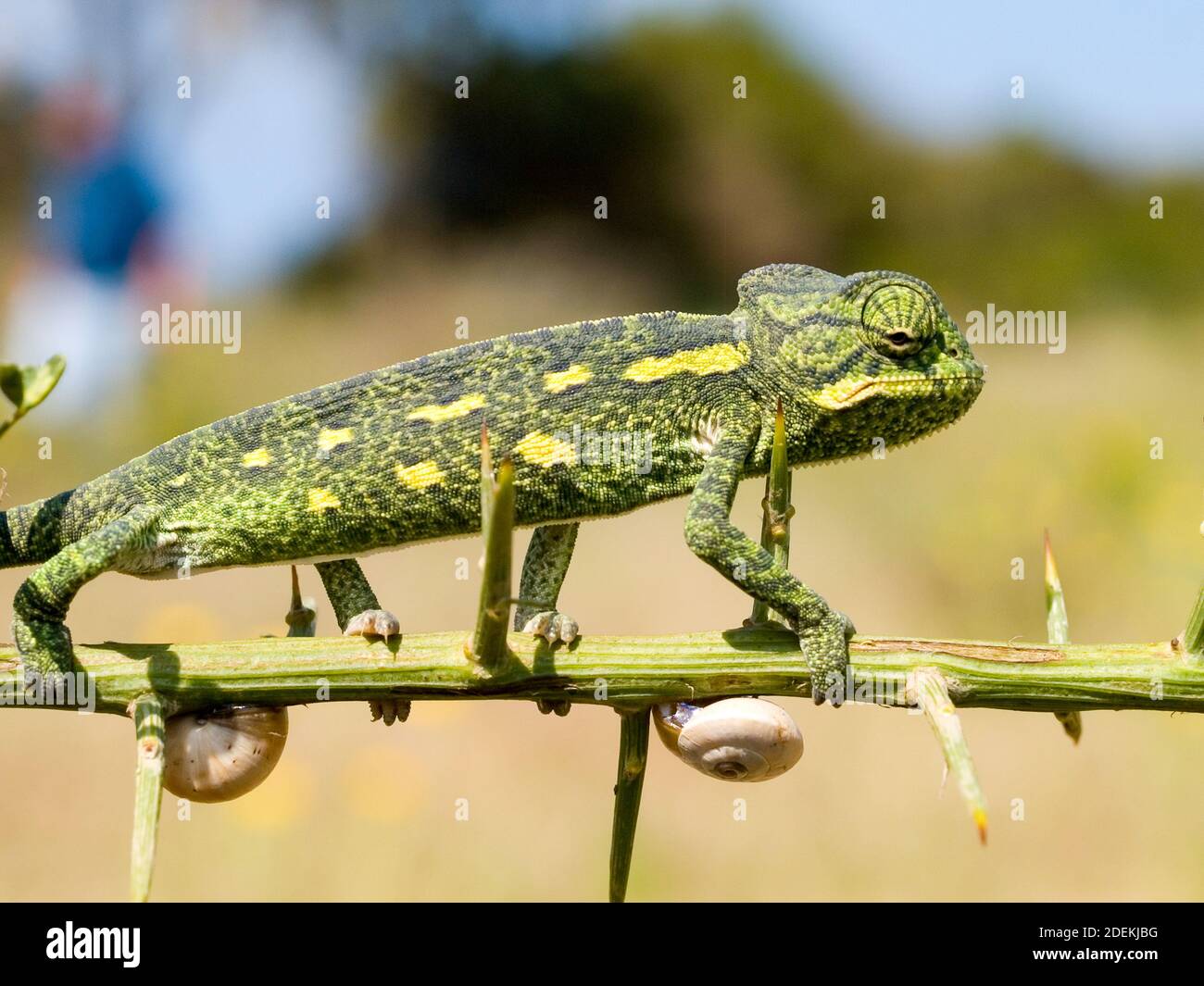 chamaeleo africanus, african chameleon in greece Stock Photo - Alamy