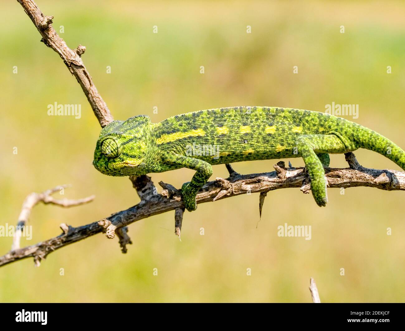 chamaeleo africanus, african chameleon in greece Stock Photo - Alamy