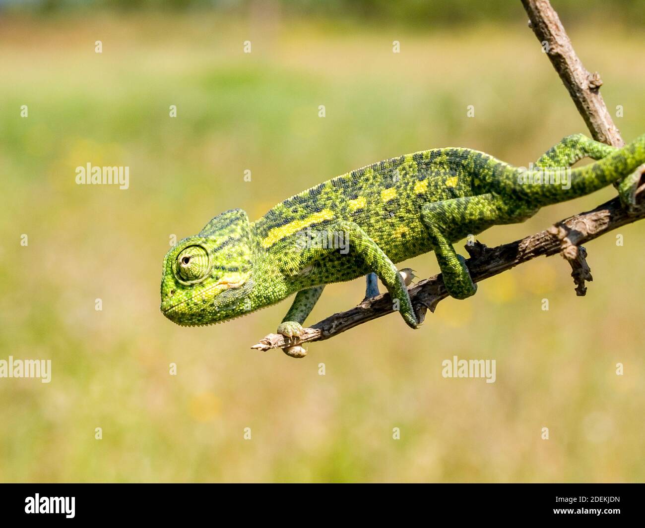 African chameleon chamaeleo africanus hi-res stock photography and ...