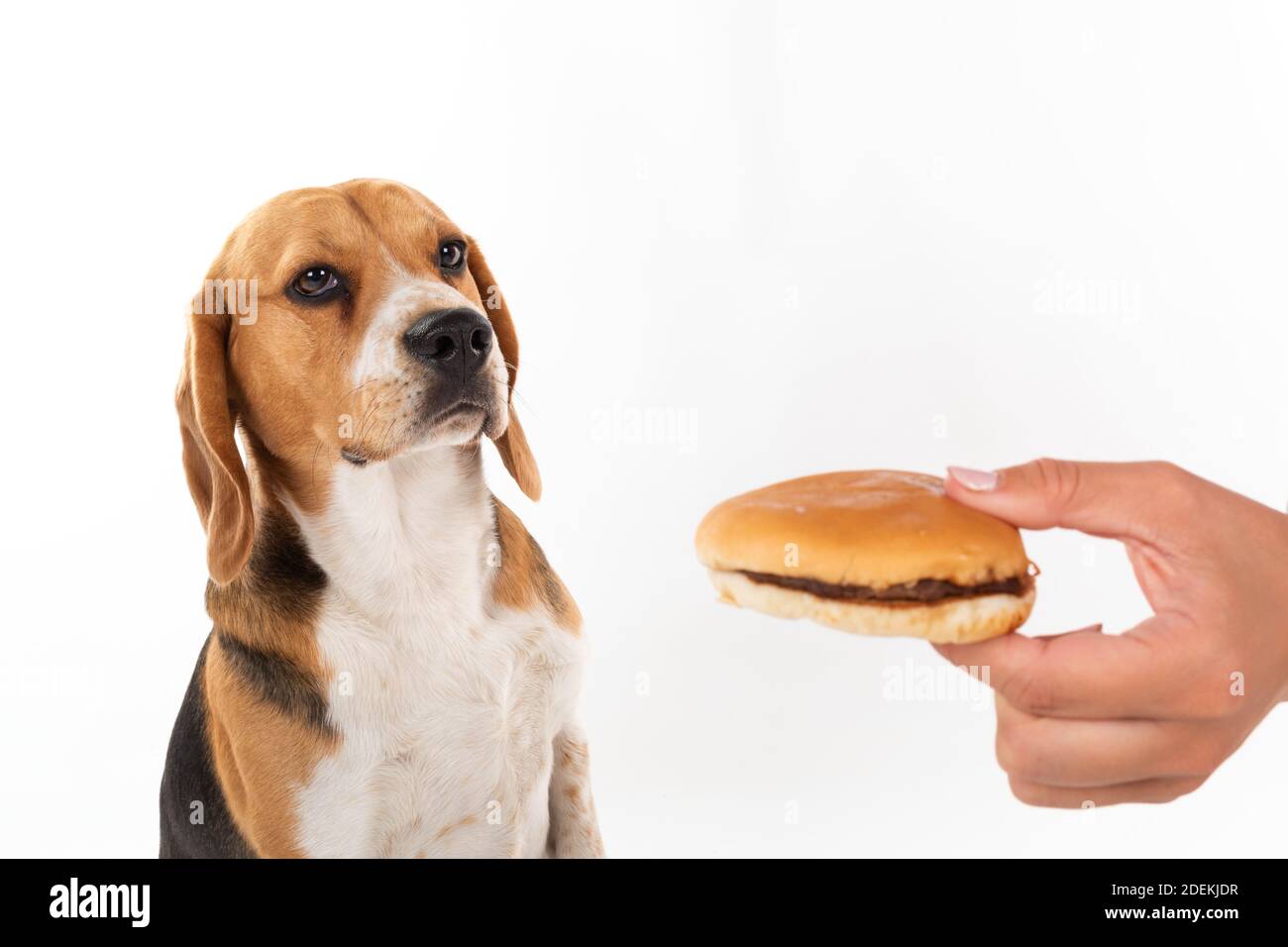 Cute obedient beagle dog eating a tasty hamburger on isolated ...