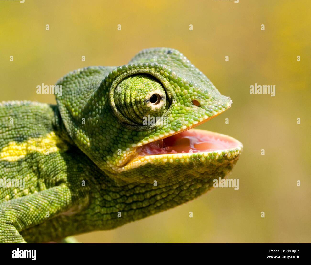 chamaeleo africanus, african chameleon in greece Stock Photo - Alamy