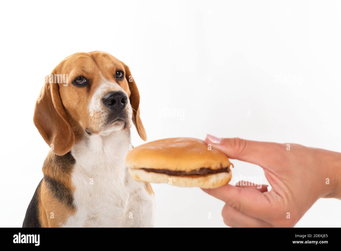 Cute obedient beagle dog eating a tasty hamburger on isolated ...