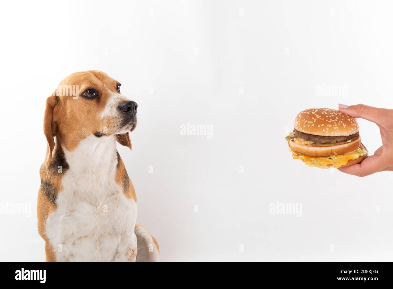 Cute obedient beagle dog eating a tasty hamburger on isolated ...