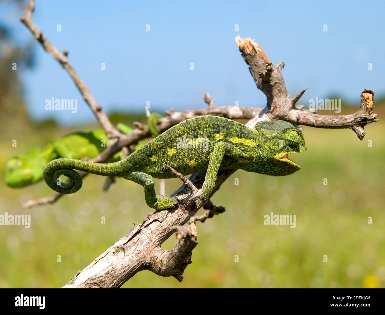 chamaeleo africanus, african chameleon in greece Stock Photo - Alamy